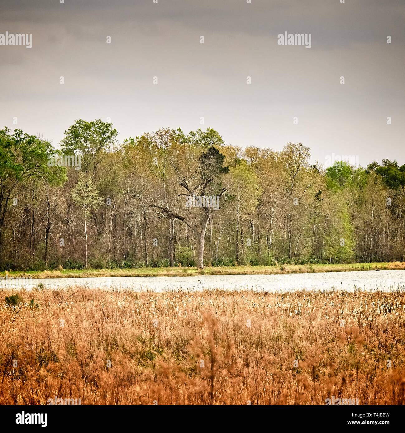 Swamp area with dead trees hi-res stock photography and images - Alamy