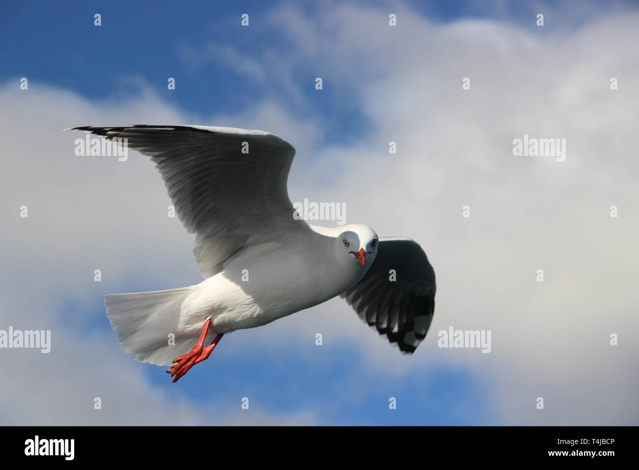 Seagull in flight Stock Photo - Alamy
