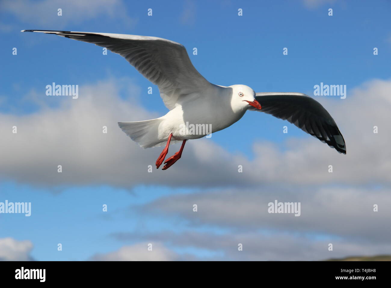 Seagull in flight Stock Photo - Alamy