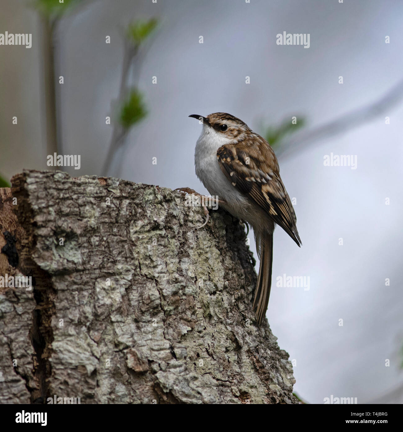Treecreeper uk hi-res stock photography and images - Alamy