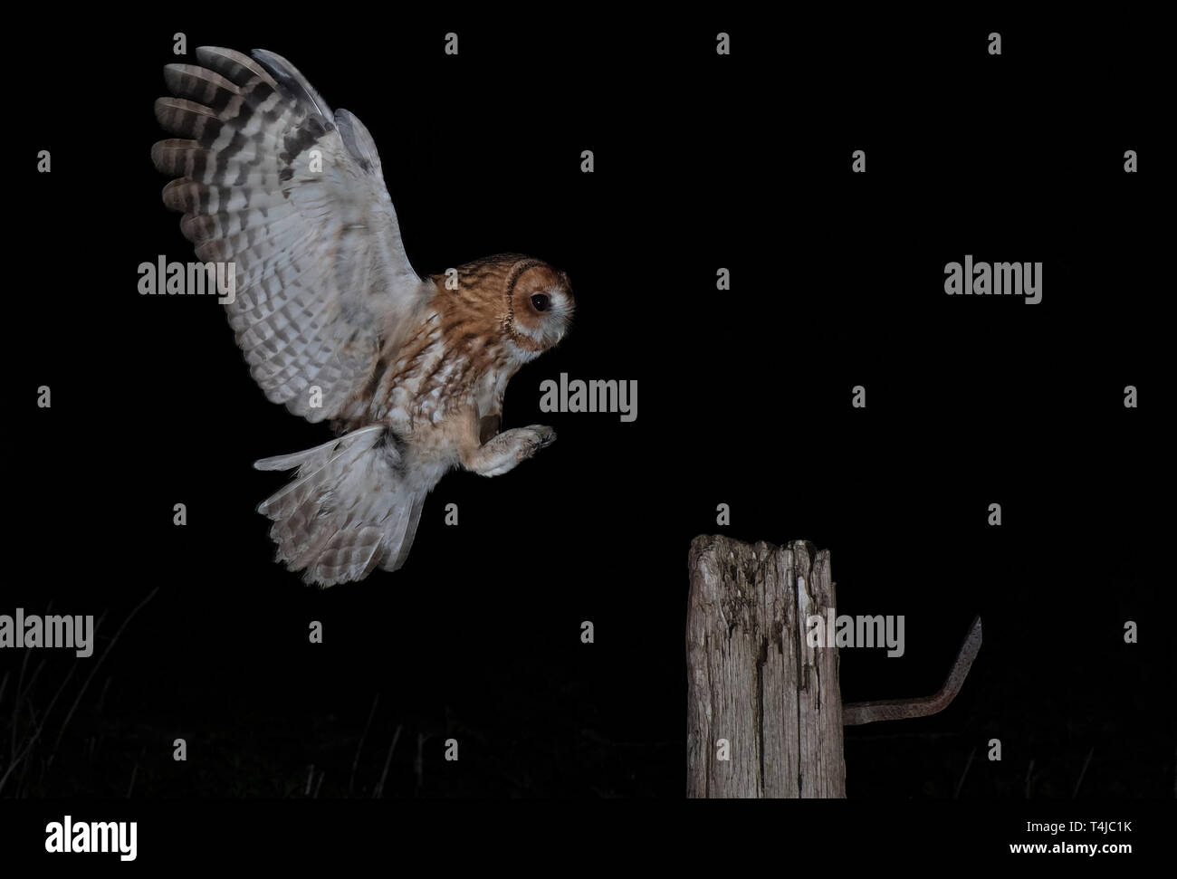 Strix uk hi-res stock photography and images - Alamy