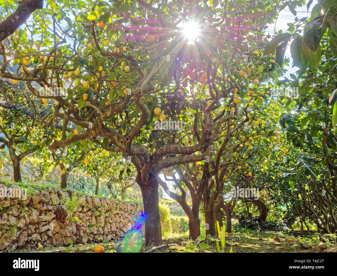 Lemon trees capri hi-res stock photography and images - Alamy