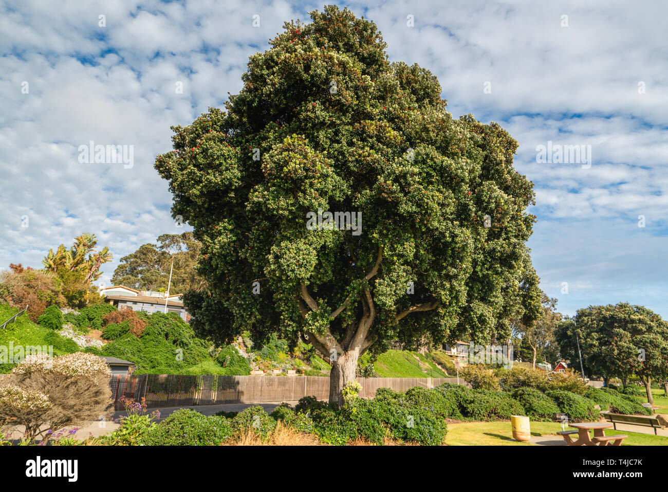 Pohutukawa Tree, Morro Bay State Park, California Stock Photo - Alamy