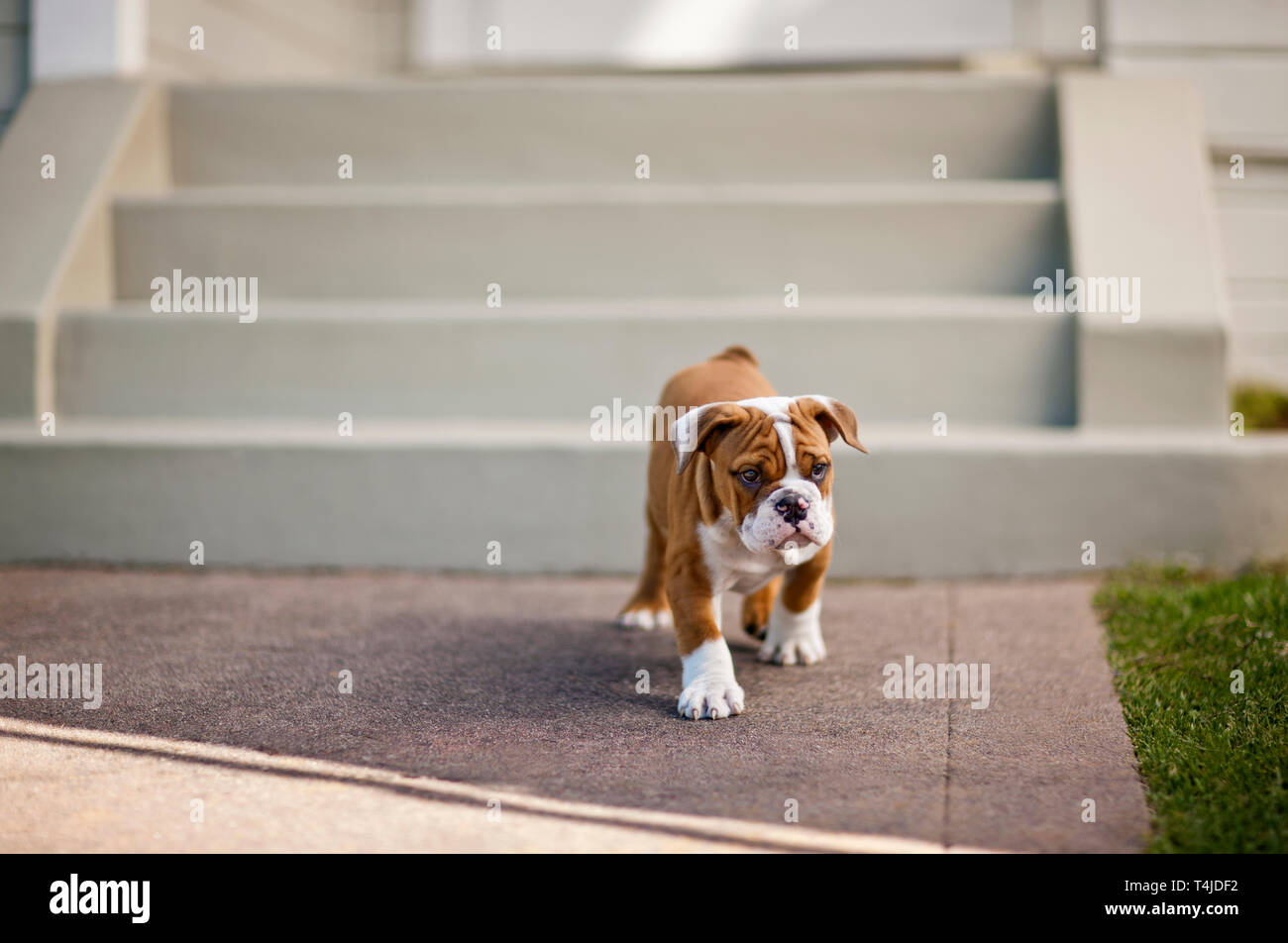 Dog walking from the front steps of his home Stock Photo - Alamy