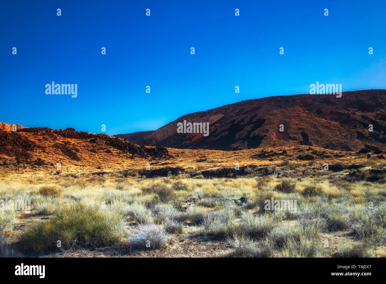 Golden morning sunlit field with orange and yellow hillside under a ...