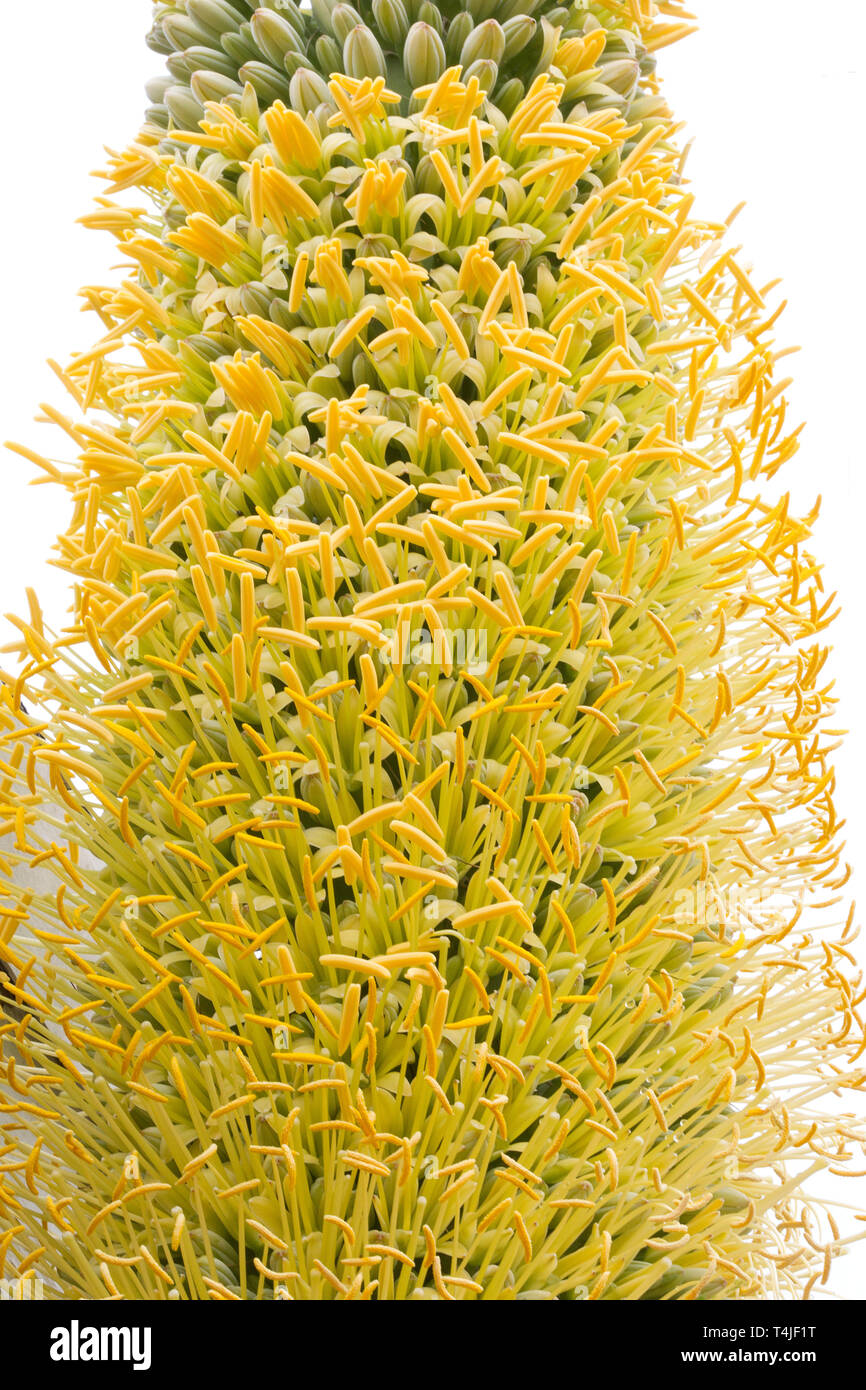 Agave with flowers hi-res stock photography and images - Alamy