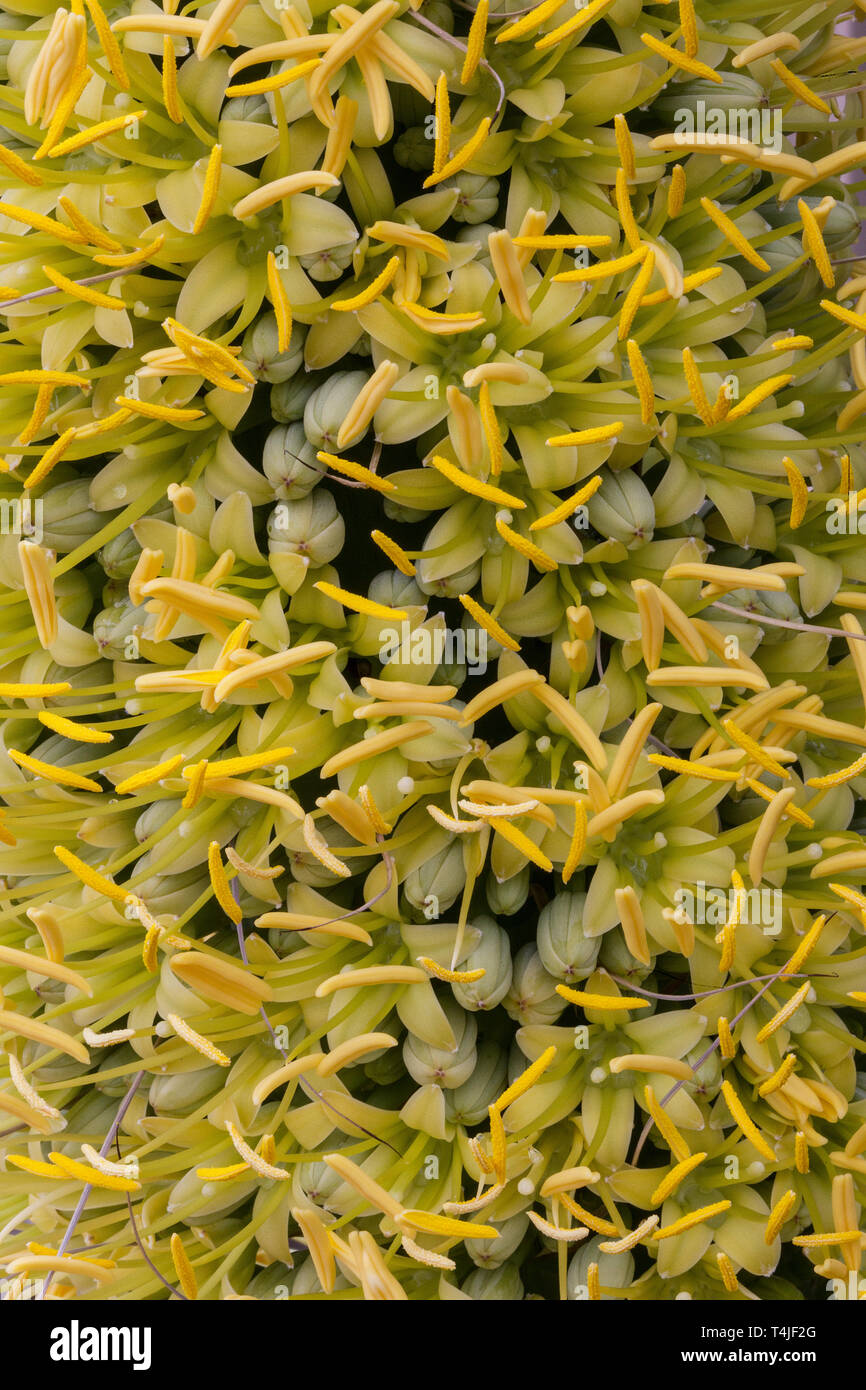 Agave with flowers hi-res stock photography and images - Alamy