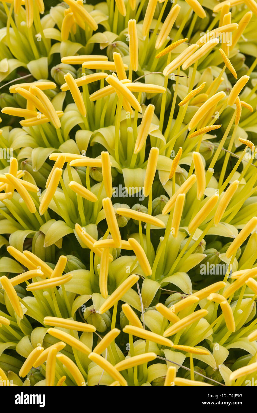 Agave with flowers hi-res stock photography and images - Alamy