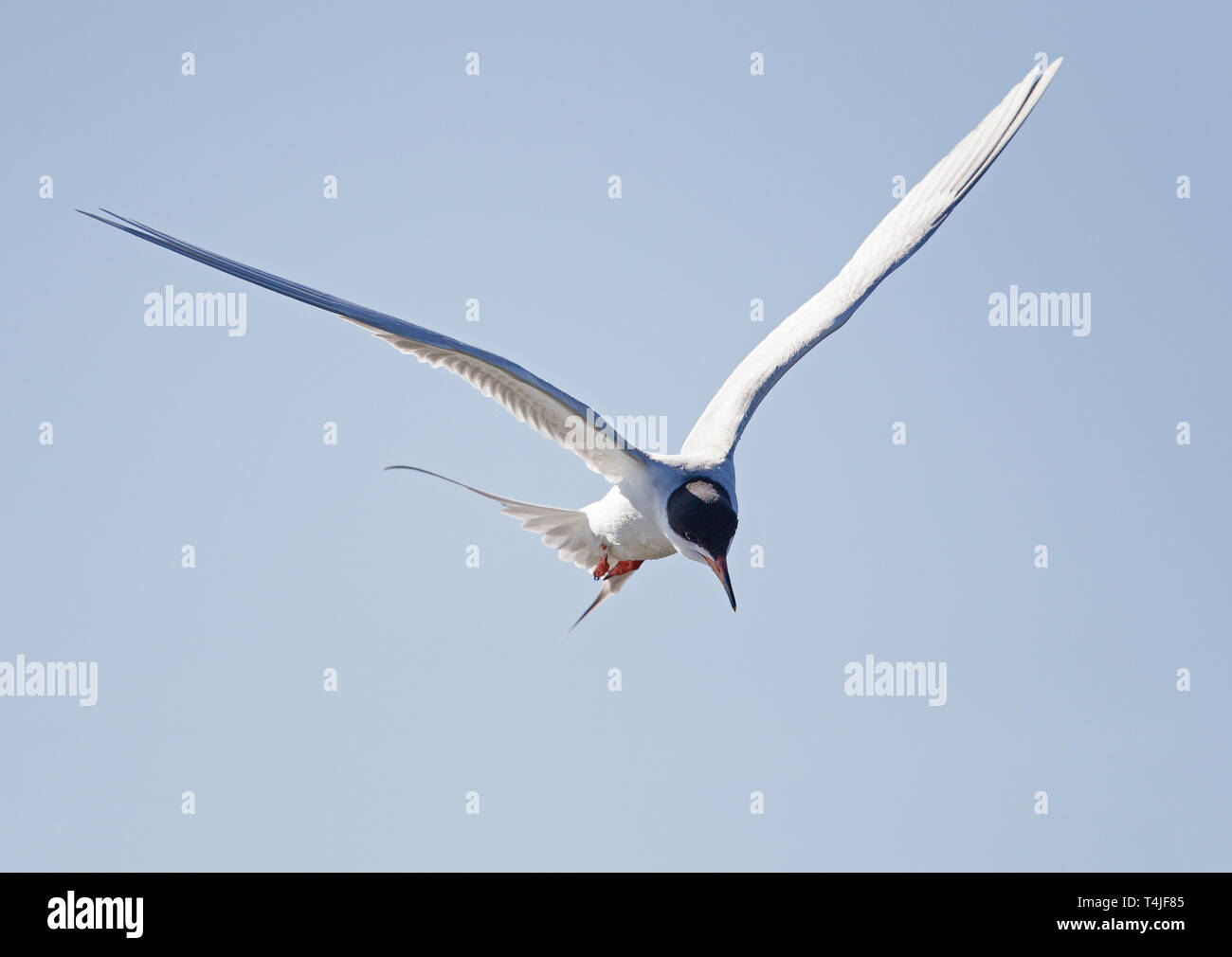 Forster's Tern Hovering in Flight Stock Photo - Alamy