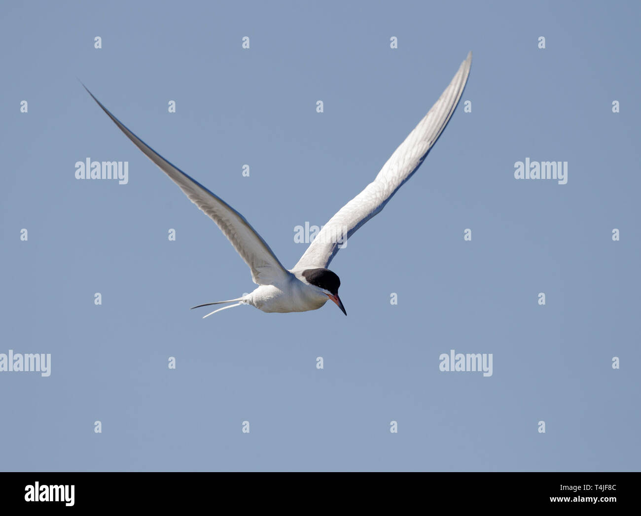 Forsters tern hovering hi-res stock photography and images - Alamy