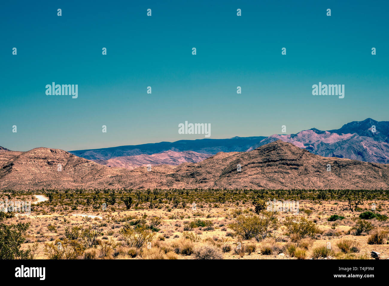 Desert countryside with bushes, brush, and Jousha trees in golden ...