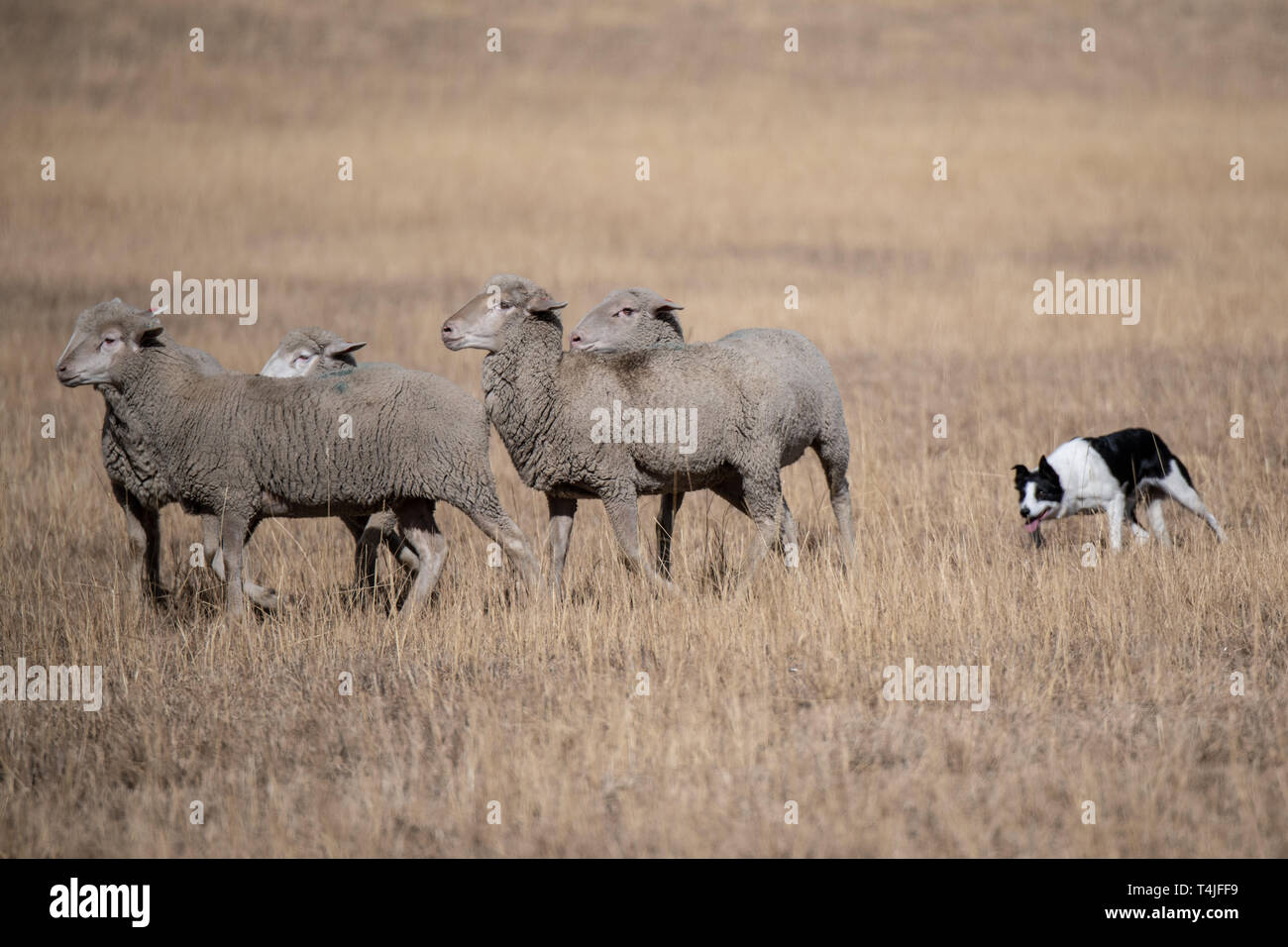 Sheep dog trails at Trailing of the Sheep Festival in Idaho Stock Photo ...