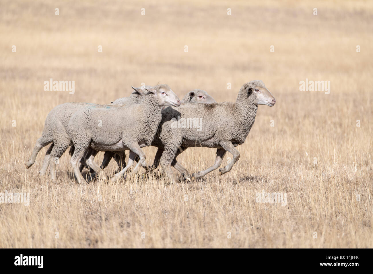 Sheep dog trails at Trailing of the Sheep Festival in Idaho Stock Photo ...