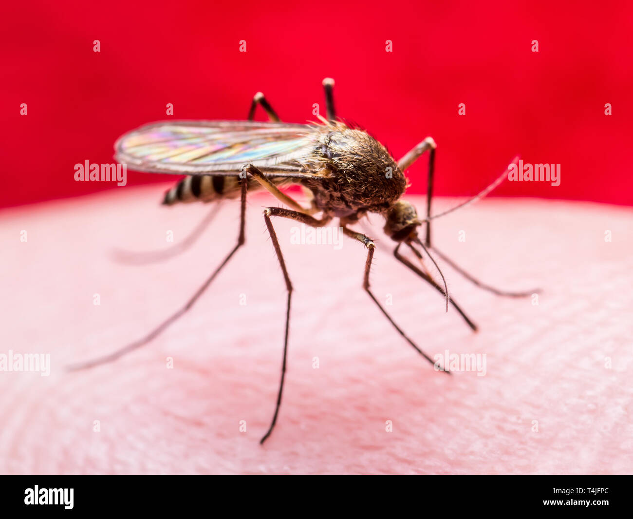 Yellow Fever, Malaria or Zika Virus Infected Mosquito Insect Macro on ...