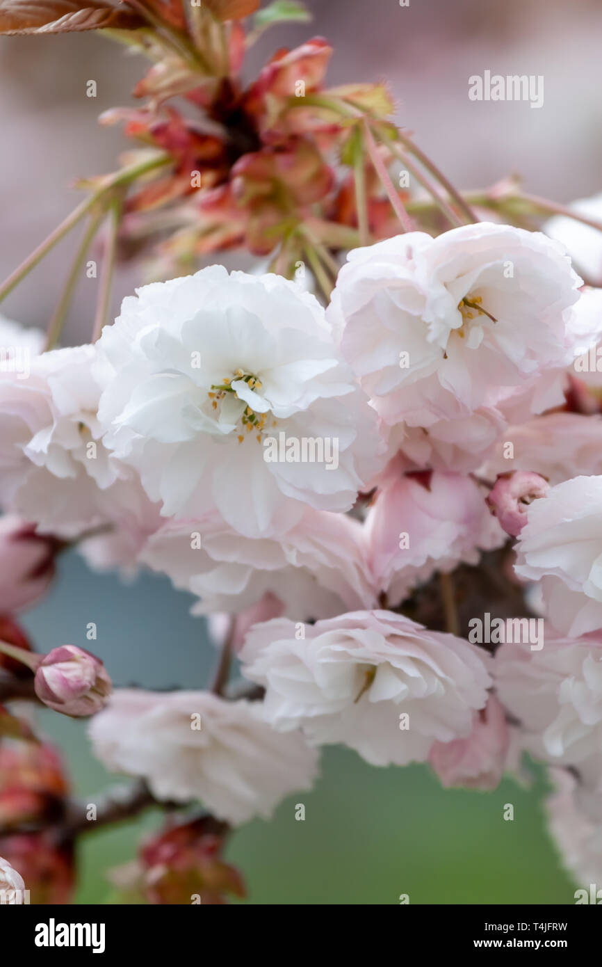 Closeup of blossom tree hi-res stock photography and images - Alamy