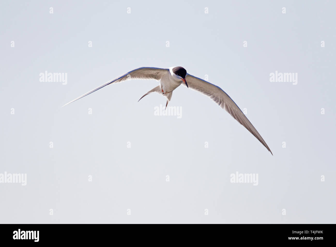 Forsters tern hovering in flight hi-res stock photography and images ...