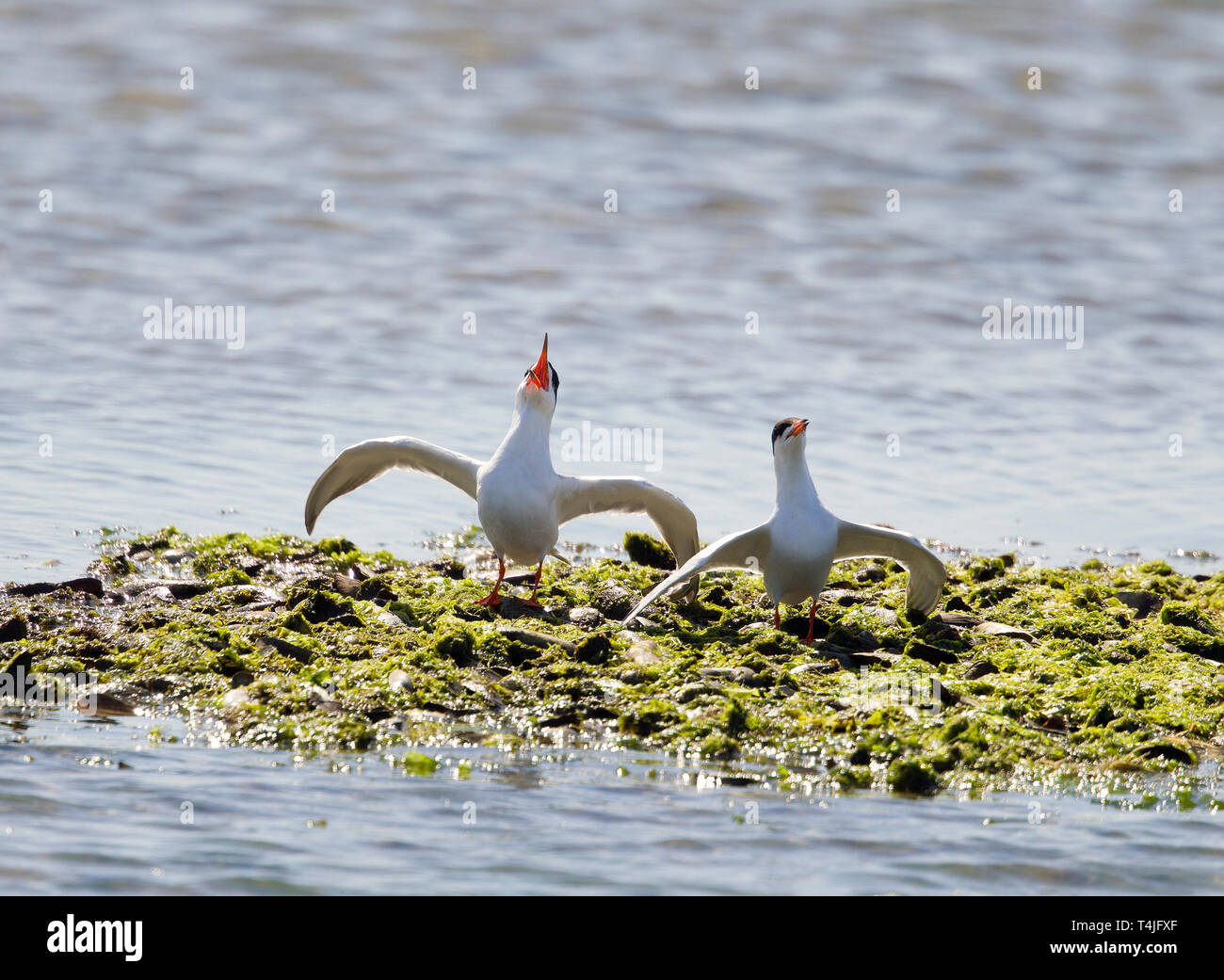 Courtship Behavior Stock Photos & Courtship Behavior Stock Images - Alamy