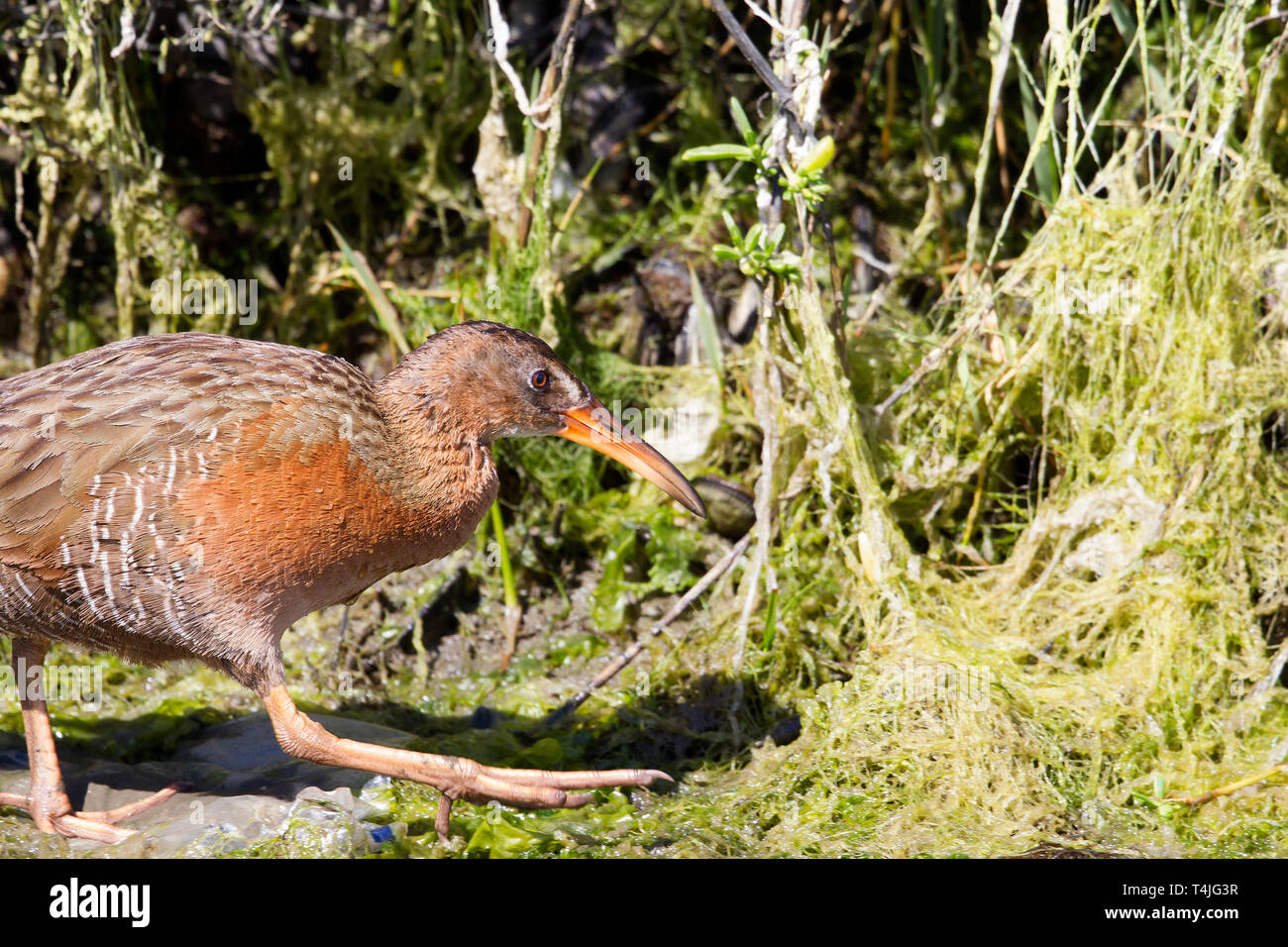 Rail bird species hi-res stock photography and images - Alamy