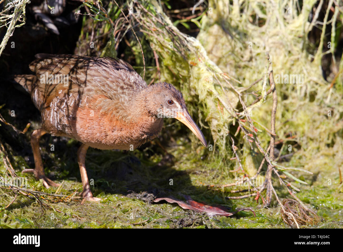 Rail bird species hi-res stock photography and images - Alamy