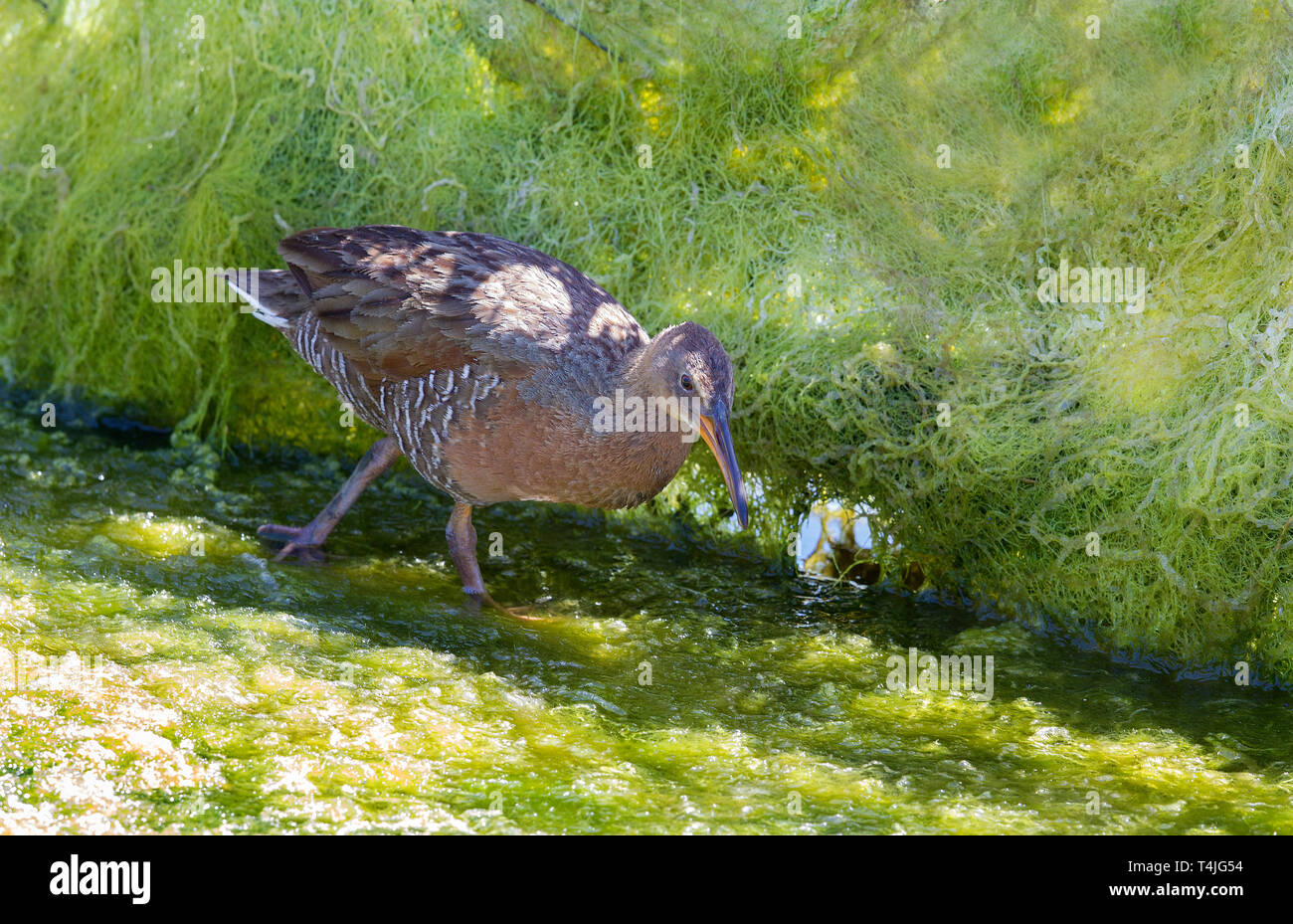 Rail bird species hi-res stock photography and images - Alamy