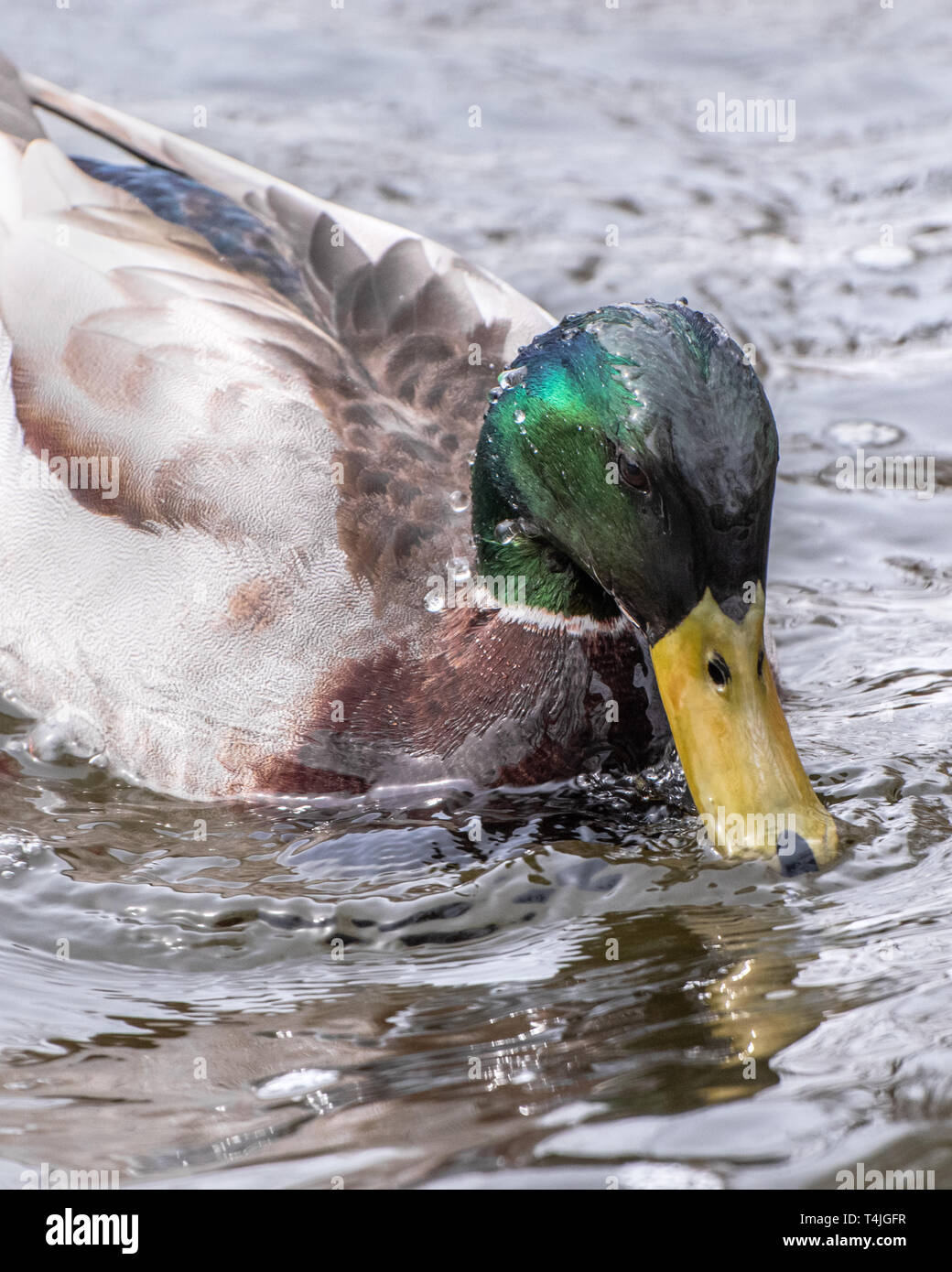 Mallard duck splashing water Stock Photo - Alamy