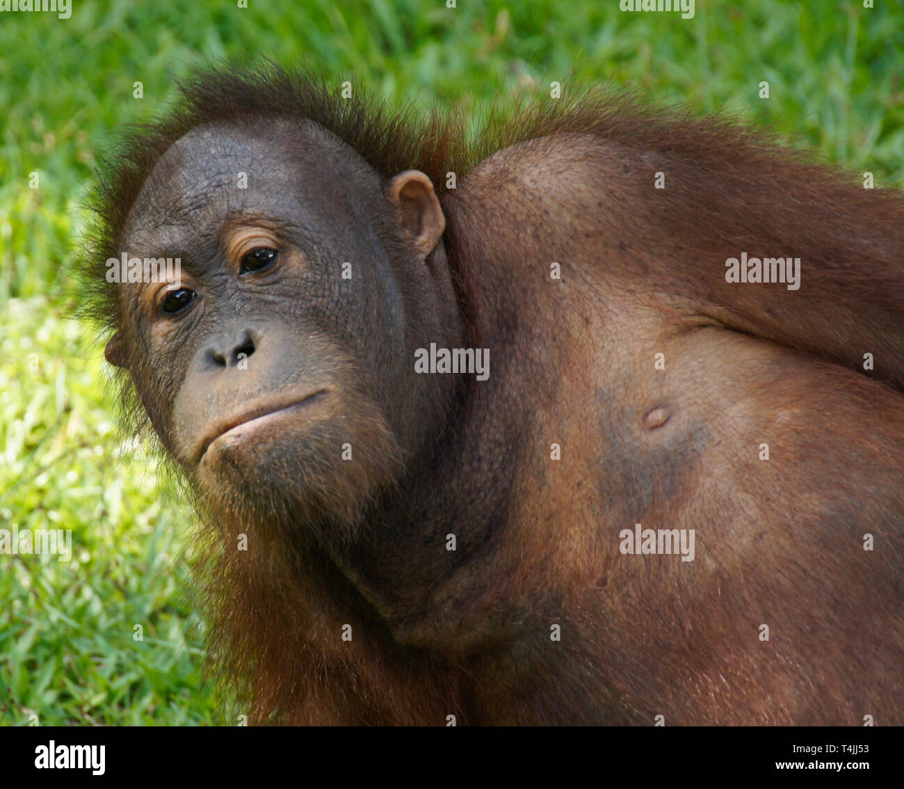 Primate rehabilitation hi-res stock photography and images - Alamy