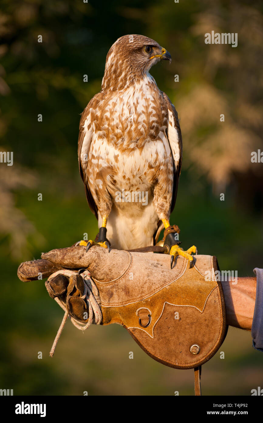 European buzzard hi-res stock photography and images - Alamy