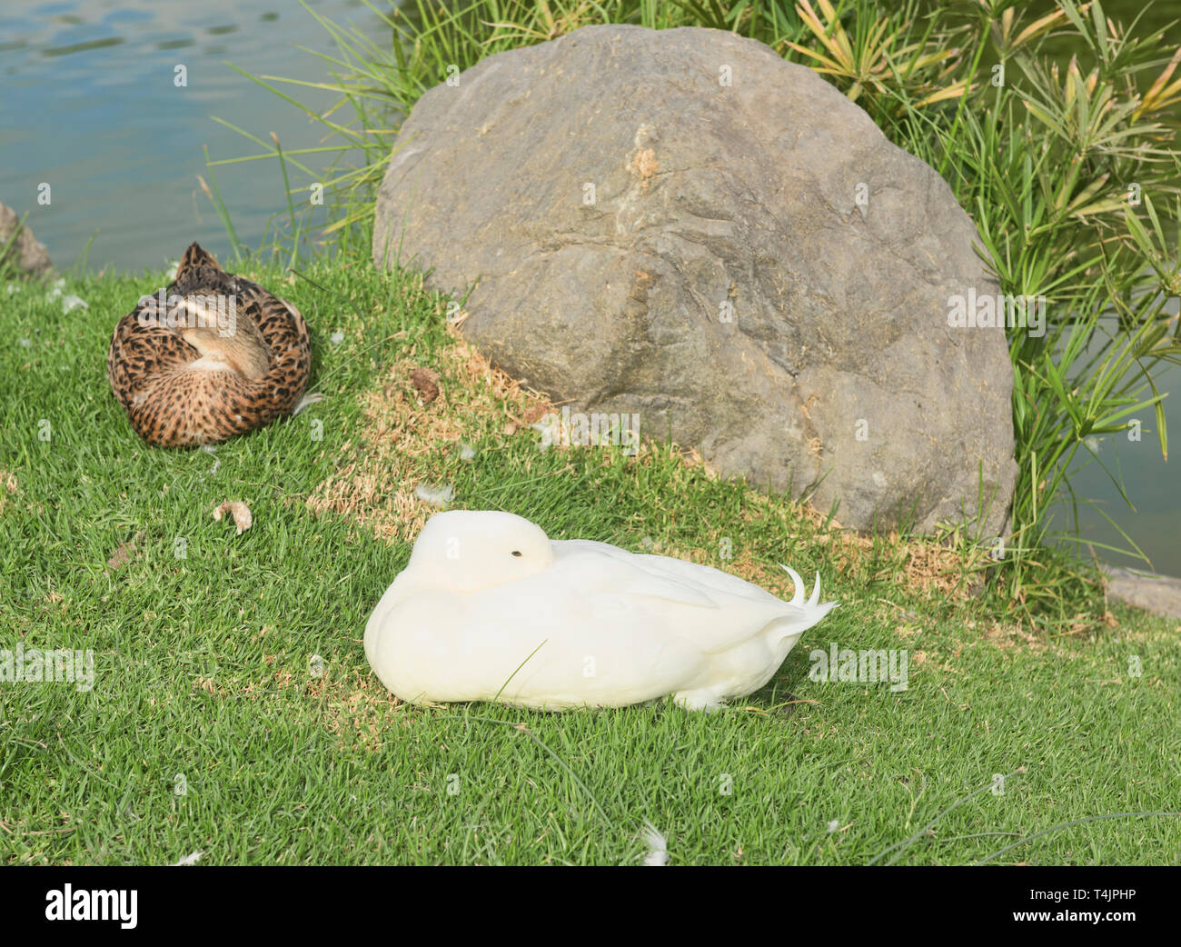 White duck lazing in the Jardin de Corazon Japanese garden, La Serena ...