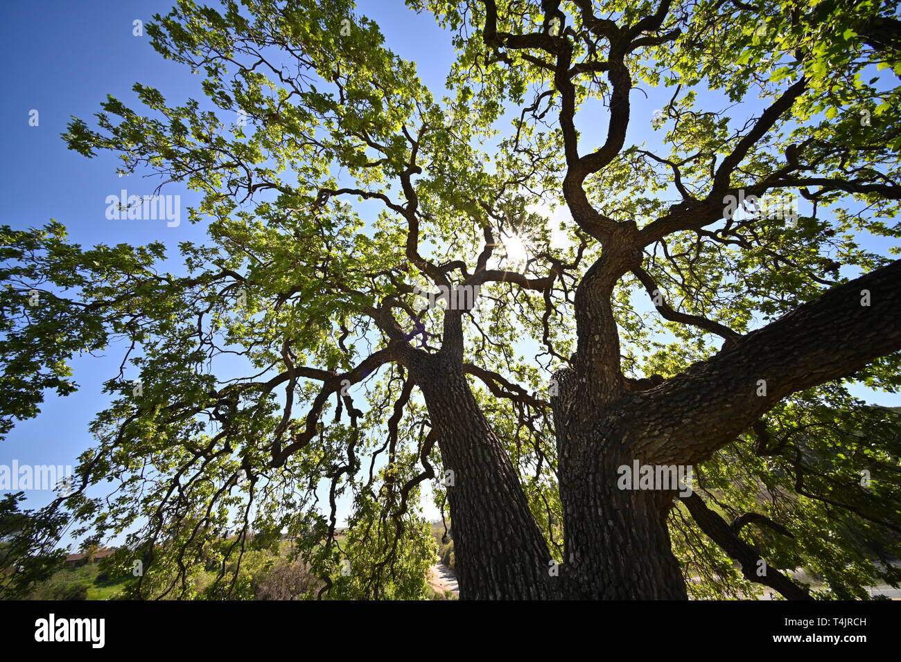 Old tree 100 years old Stock Photo - Alamy