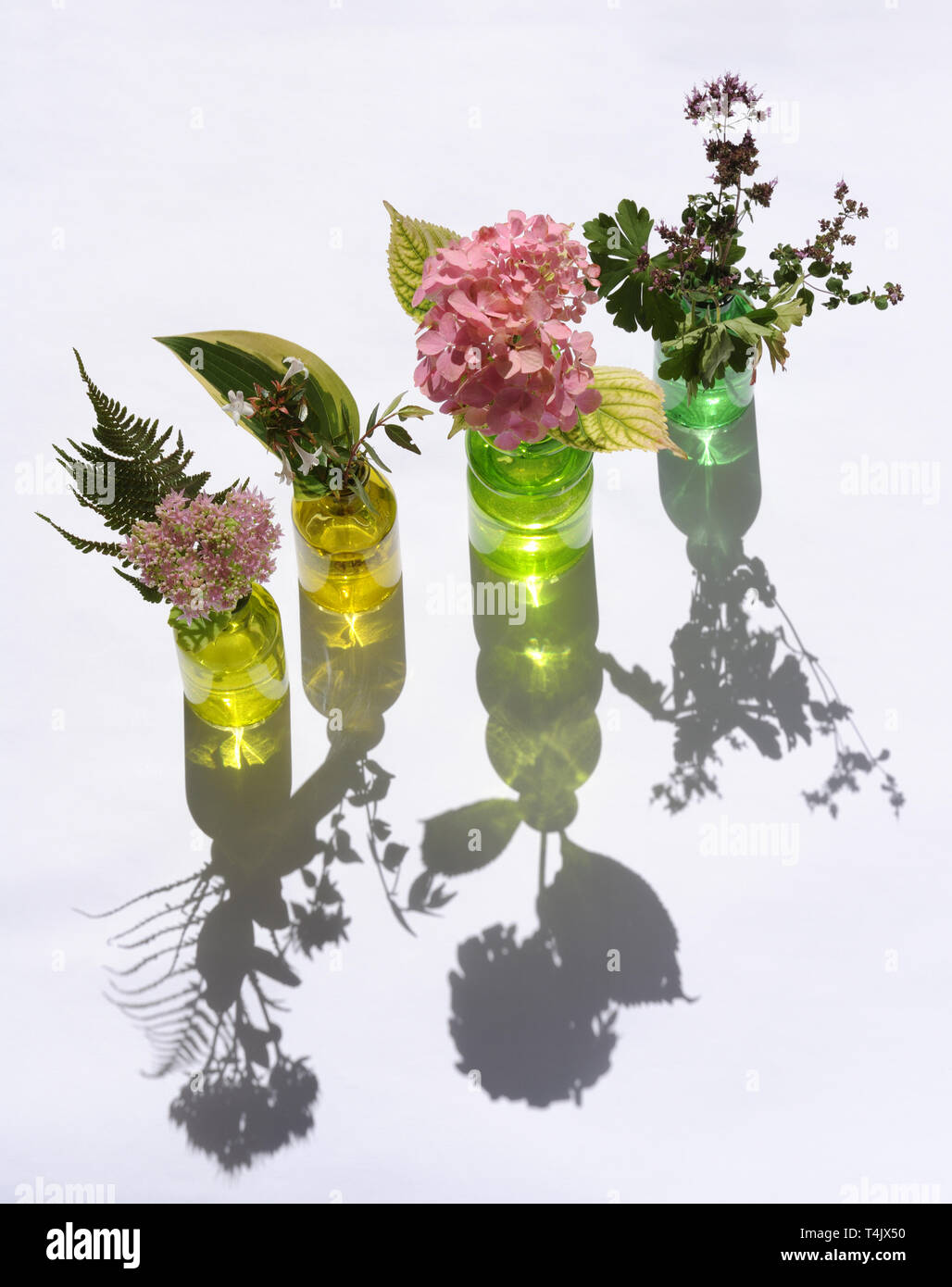 arrangement of flowers and leaves with beautiful shadows Stock Photo ...