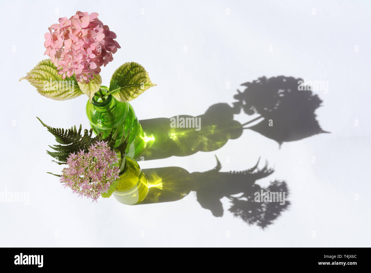 arrangement of flowers and leaves with beautiful shadows Stock Photo ...