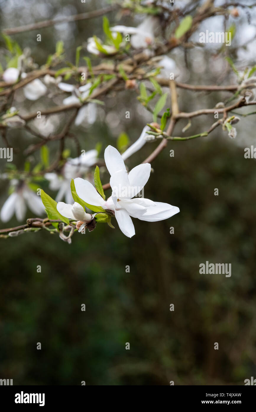 Salicifolia Magnolia Stock Photos & Salicifolia Magnolia Stock Images ...