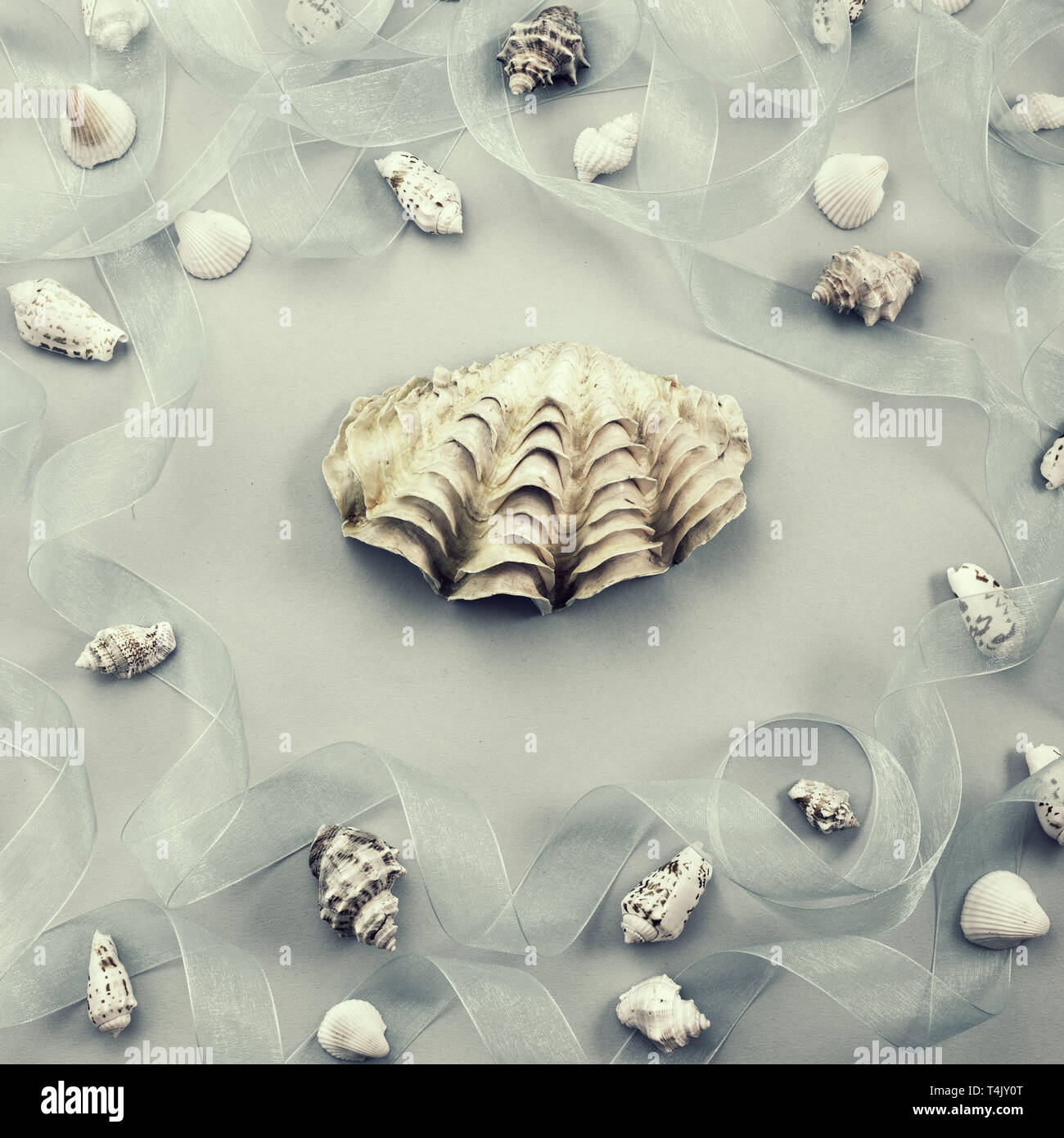 Different sea shells on gray background. Top view flat lay Stock Photo ...