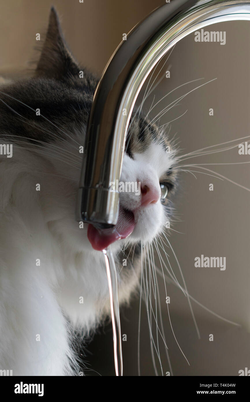 Tabby and white cat drinking from a swivel spout kitchen mixer tap ...