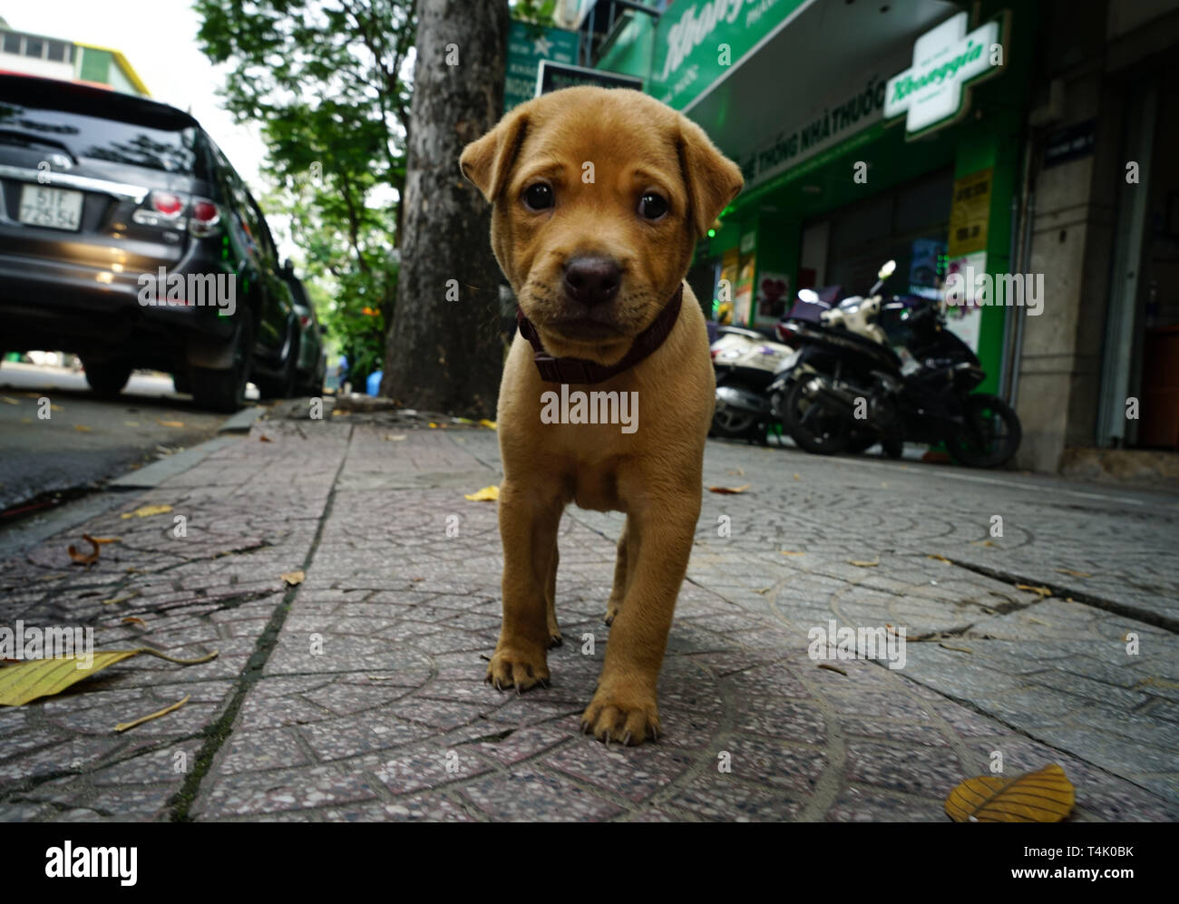Picture of a dog in Vietnam Stock Photo - Alamy
