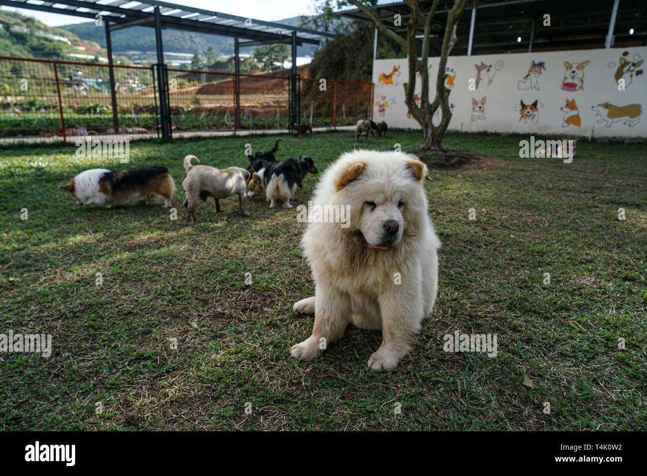 Picture of a dog in Vietnam Stock Photo - Alamy