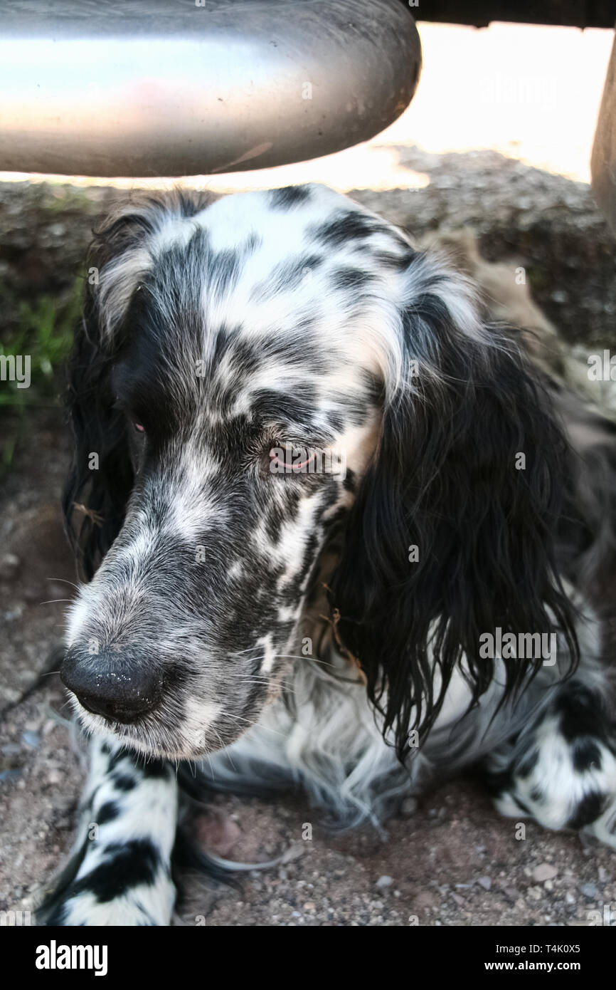 Hunting dogs. English Setter. Head of a beautiful dog. Siberia, Russia ...