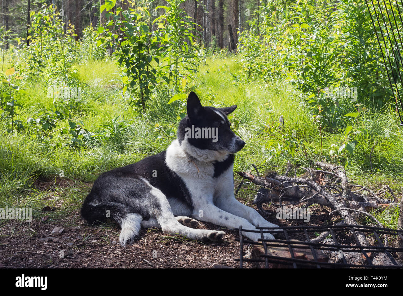 Portrait of hunting dog. Siberia, Russia Stock Photo - Alamy