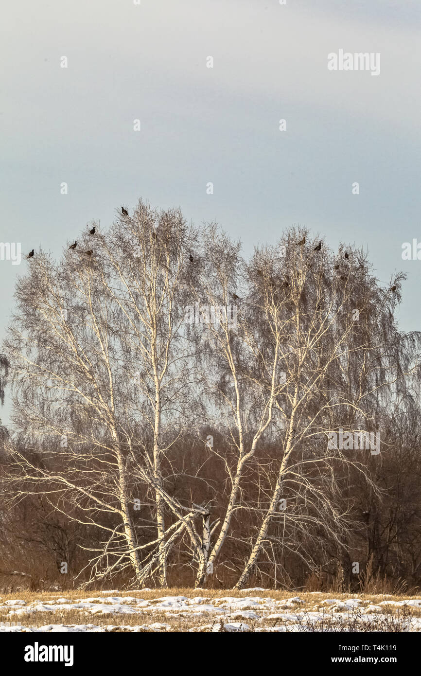 A flock of grouse on the birch. Siberia, Russia (Rev.2 Stock Photo - Alamy
