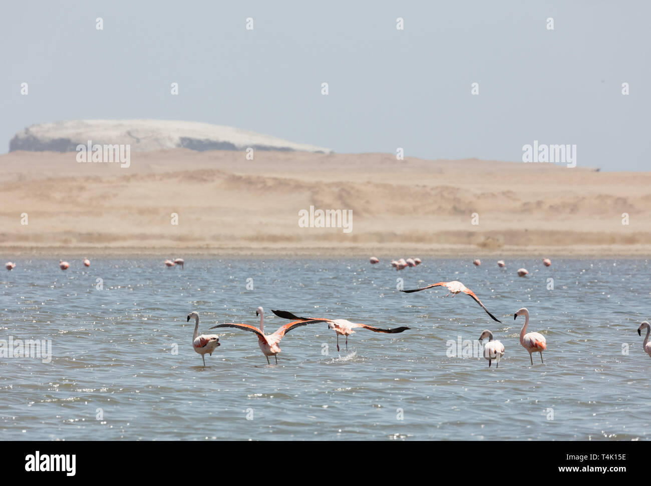 Flamingos chilenos in National reserve of Paracas, Peru Stock Photo - Alamy