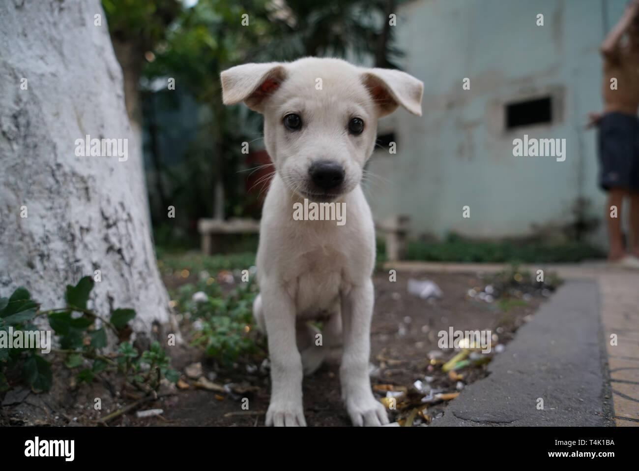Picture of a dog in Vietnam Stock Photo - Alamy