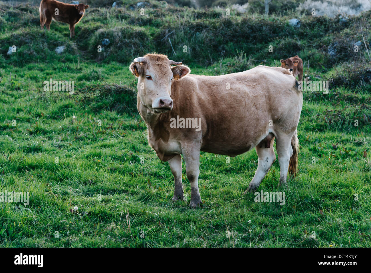 Spain farming hi-res stock photography and images - Alamy