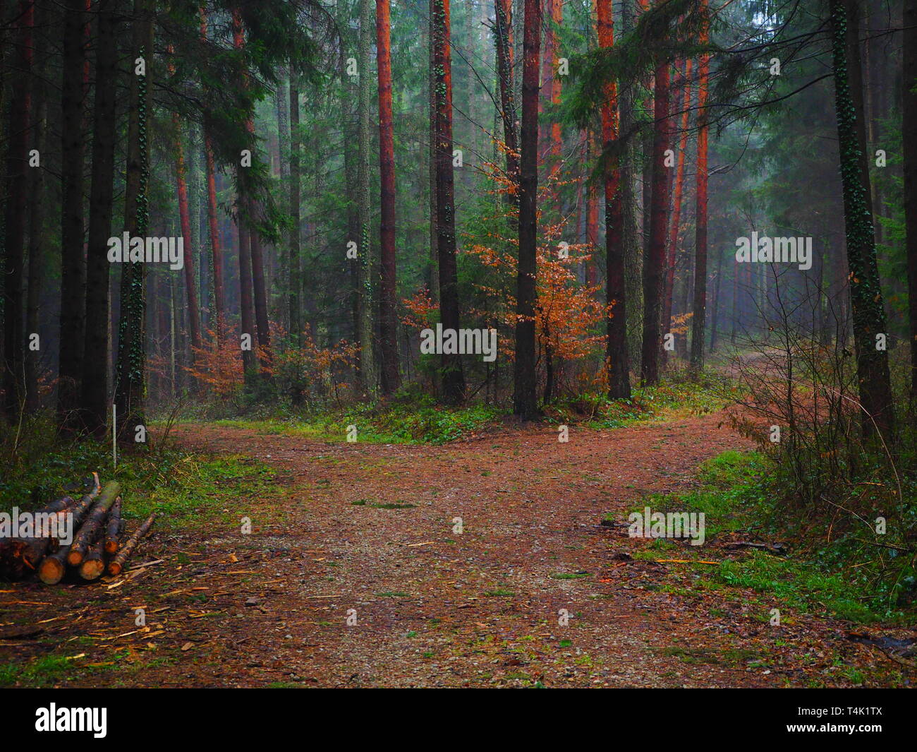 Conifer colors hi-res stock photography and images - Alamy