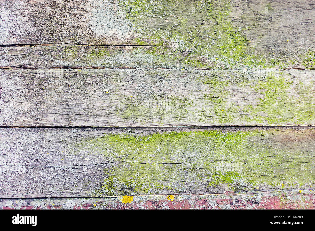 Burnt fungus hi-res stock photography and images - Alamy