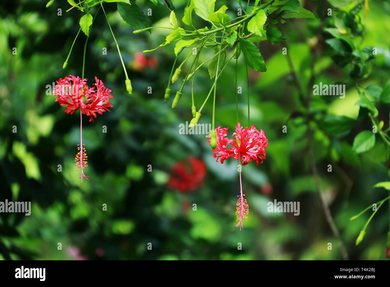 Red flower with green leaf hi-res stock photography and images - Alamy