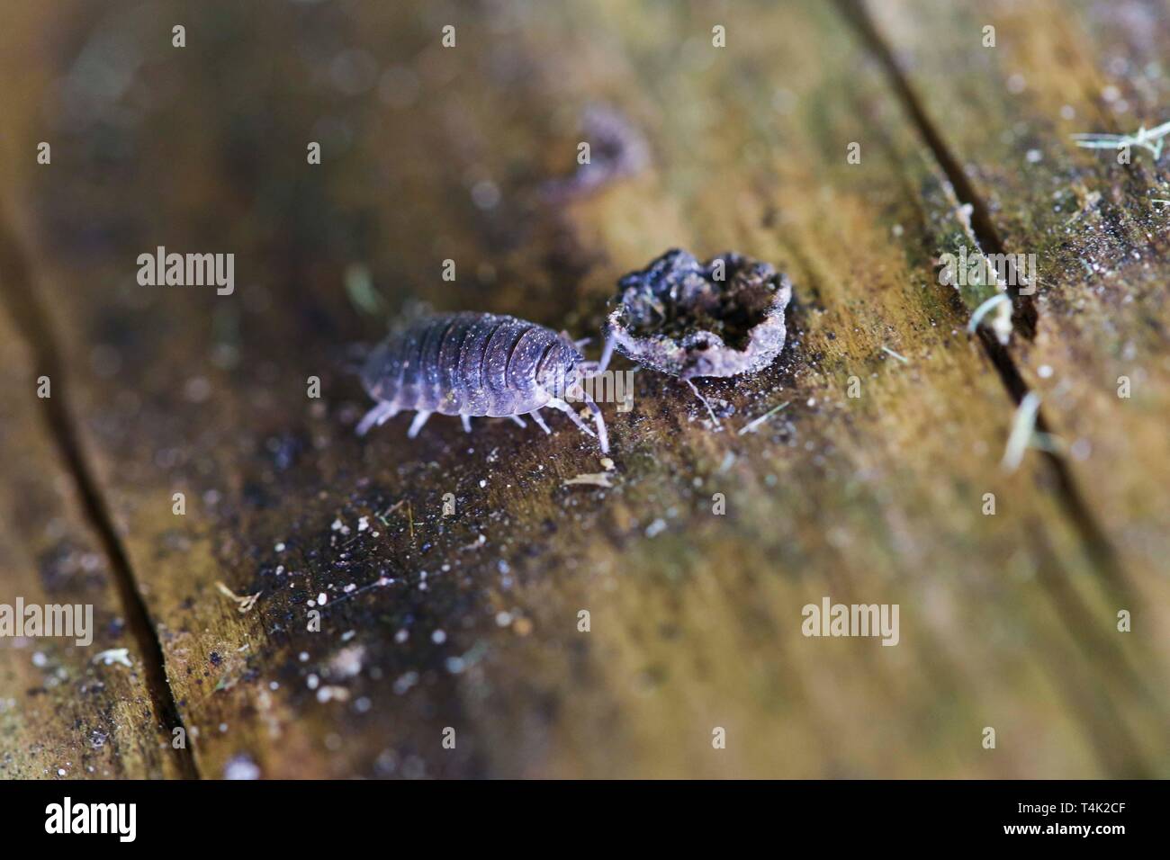 Wood louse on log, UK Stock Photo - Alamy