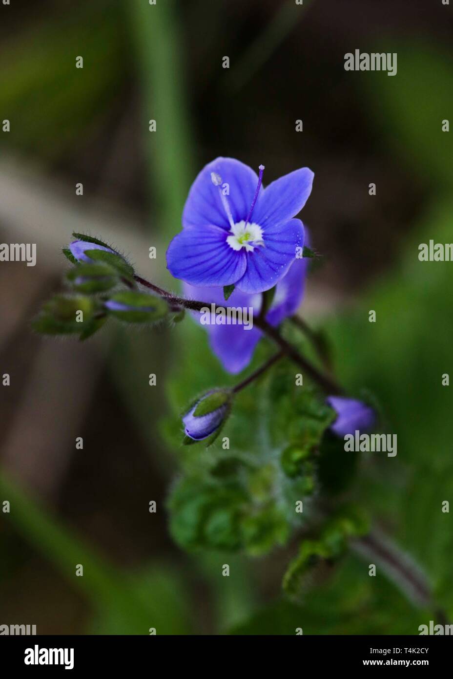 Birds eye speedwell blue flower hi-res stock photography and images - Alamy