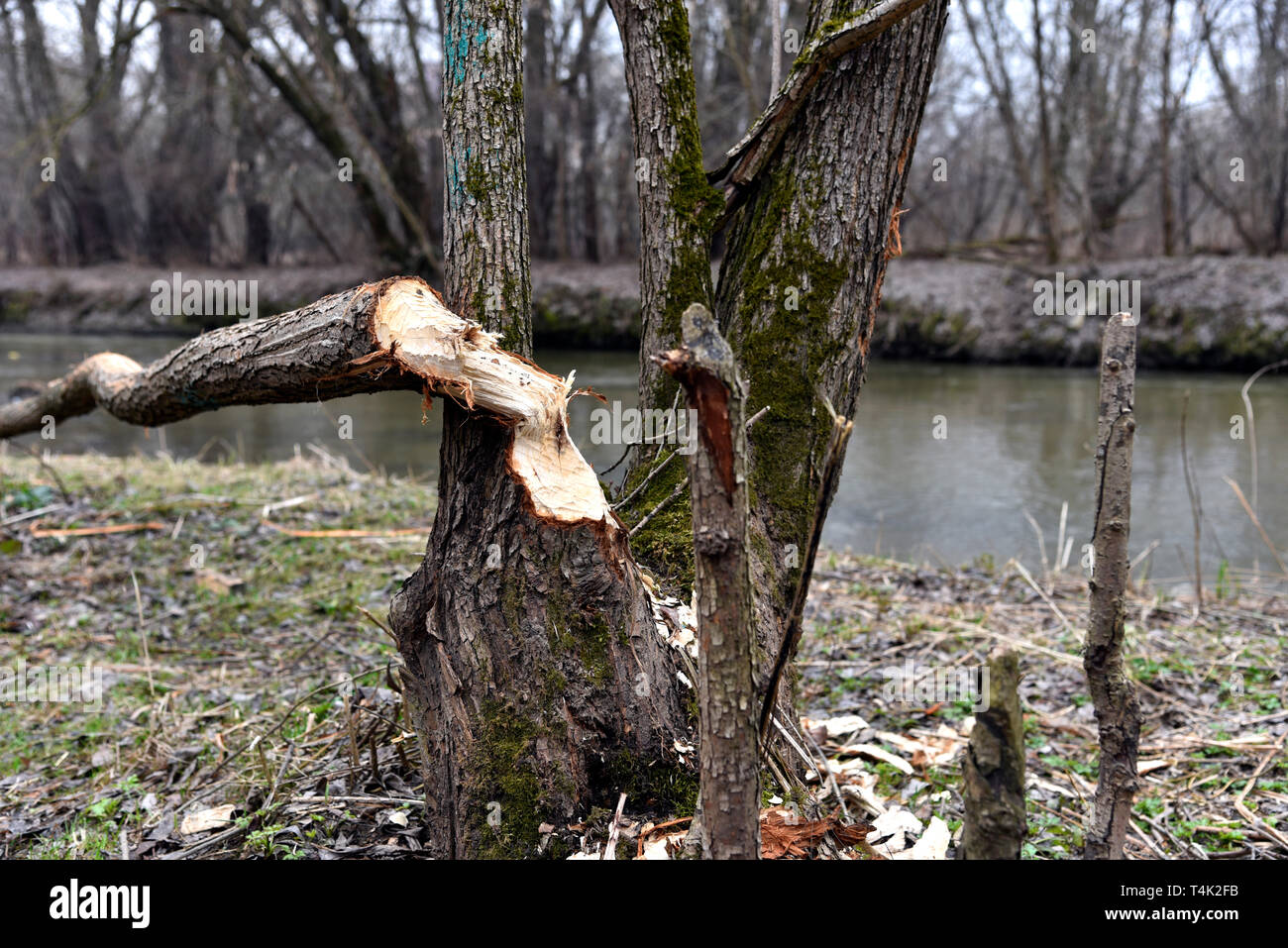 A broken Tree that was chewed by a beaver.The tree is in the Park ...
