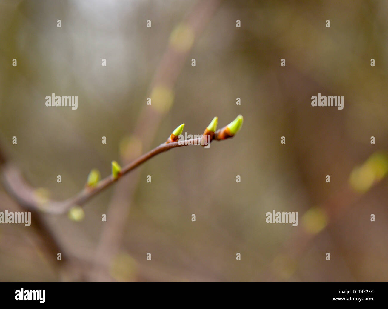 A tree branch with swollen buds on a blurred background.It's spring ...