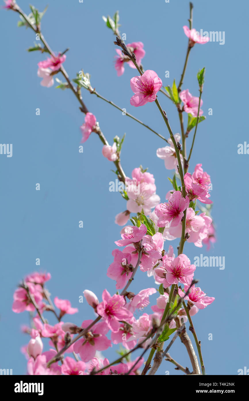 Peach wallpaper hi-res stock photography and images - Alamy